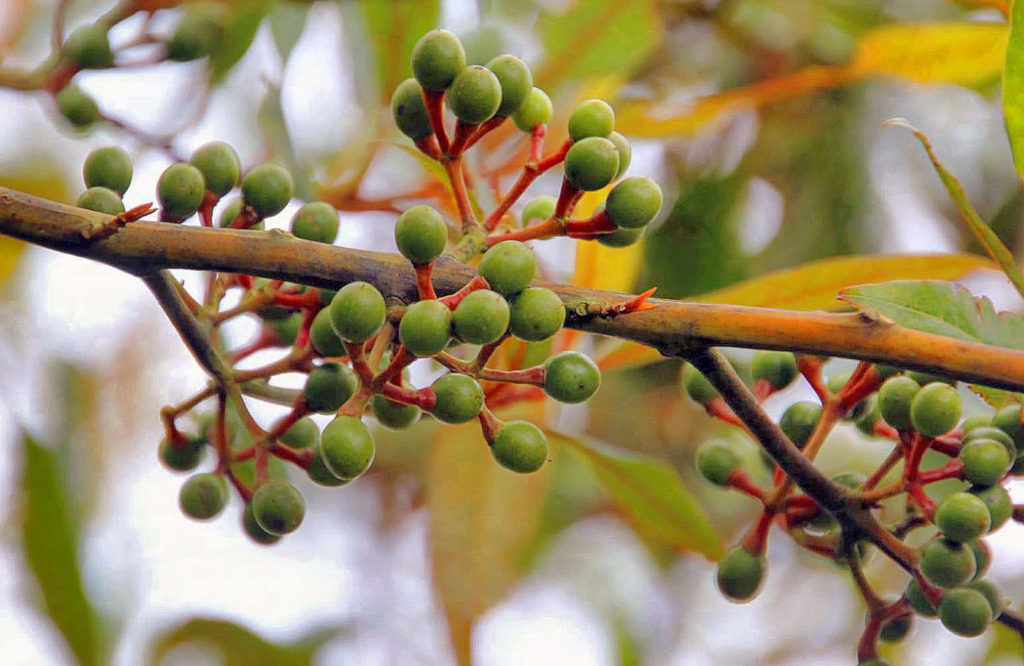 Litsea Cubeba Oil – NaturiteUSA